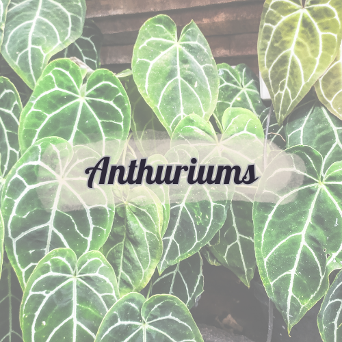 Anthuriums – PlantyFloria